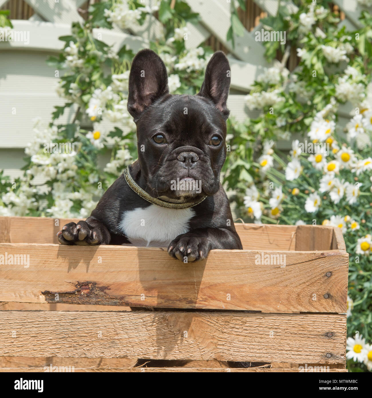 Puppy in box hi-res stock photography and images - Alamy
