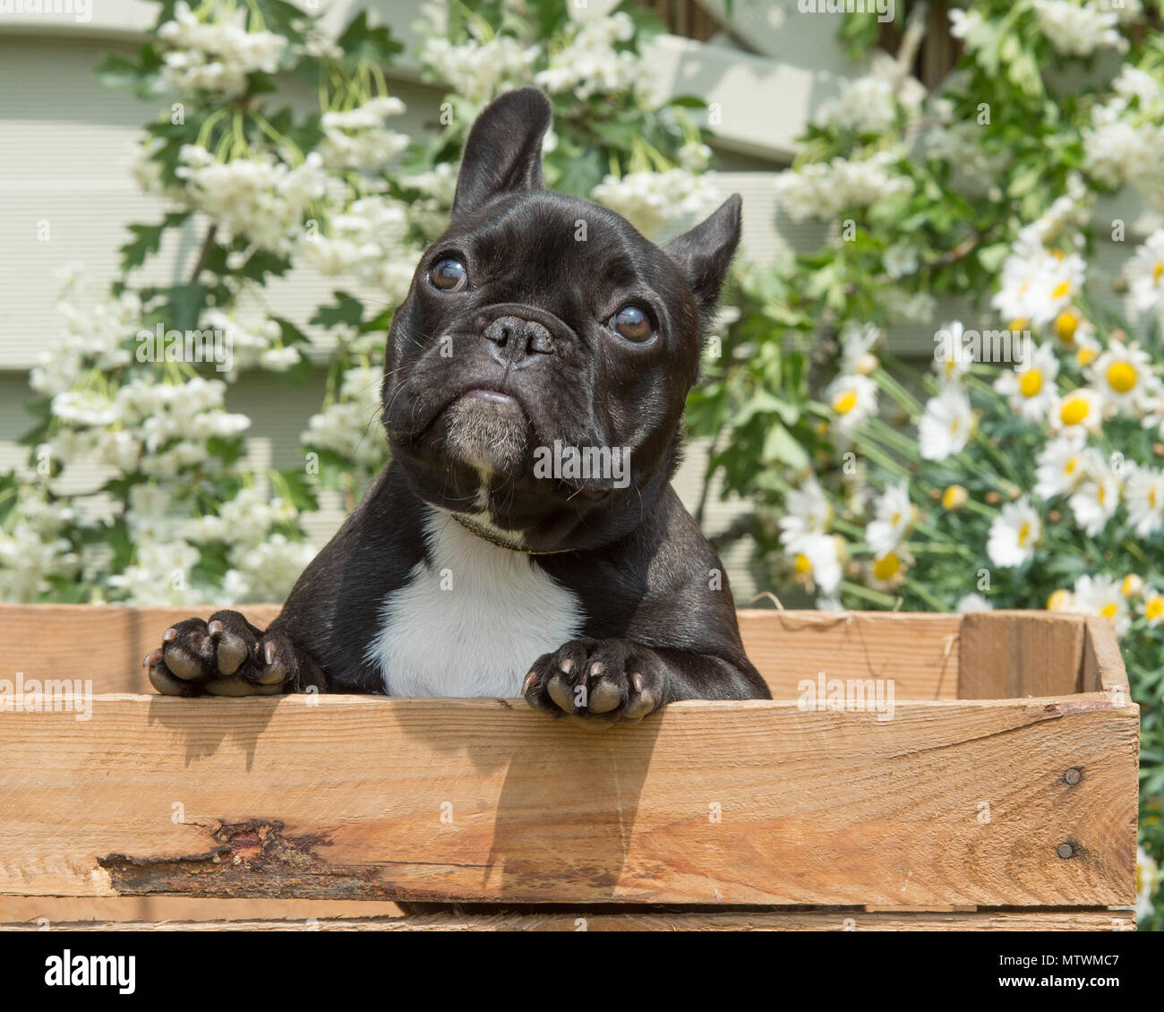 Puppy in box hi-res stock photography and images - Alamy