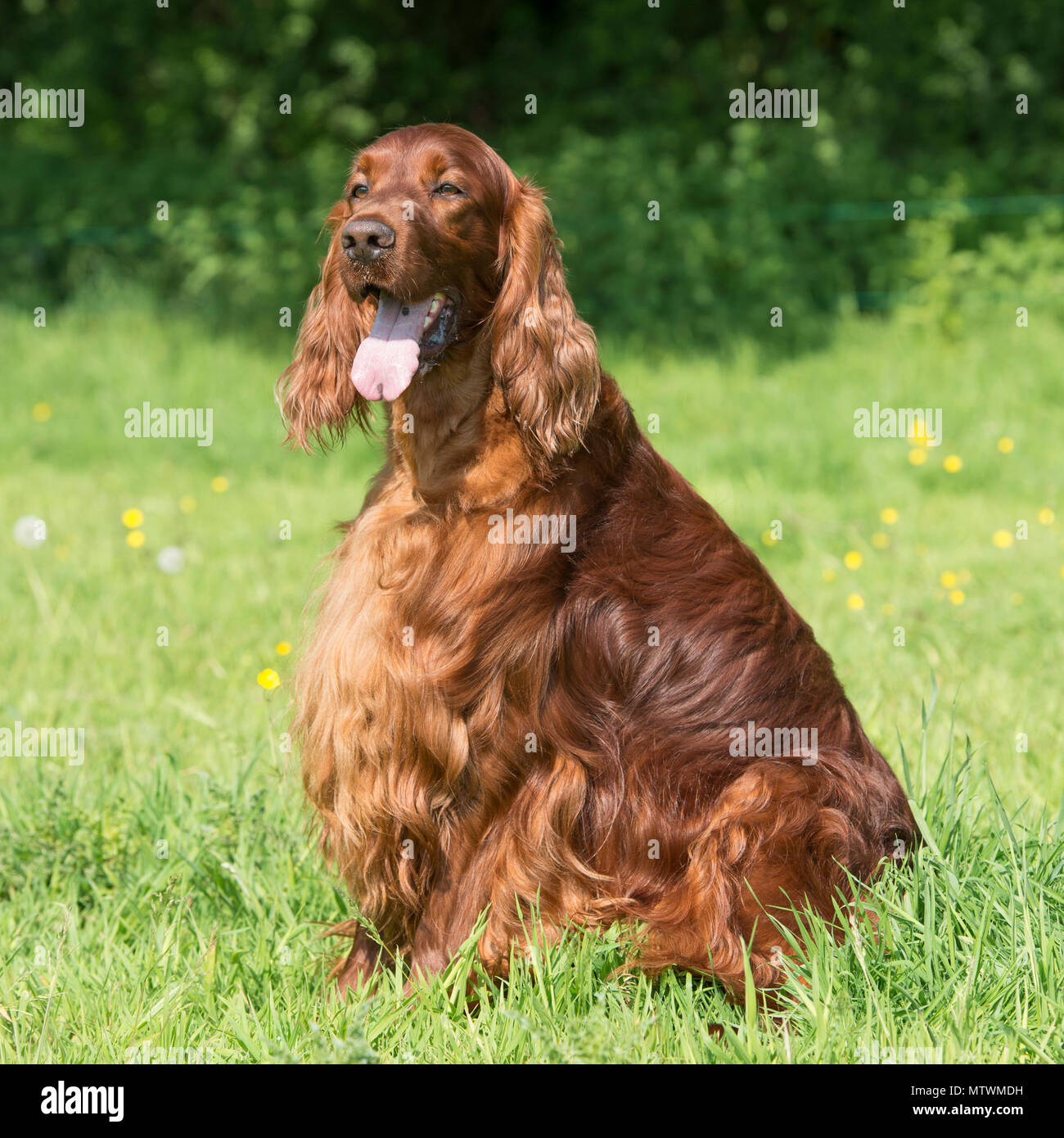 Hot irish setter hi-res stock photography and images - Alamy