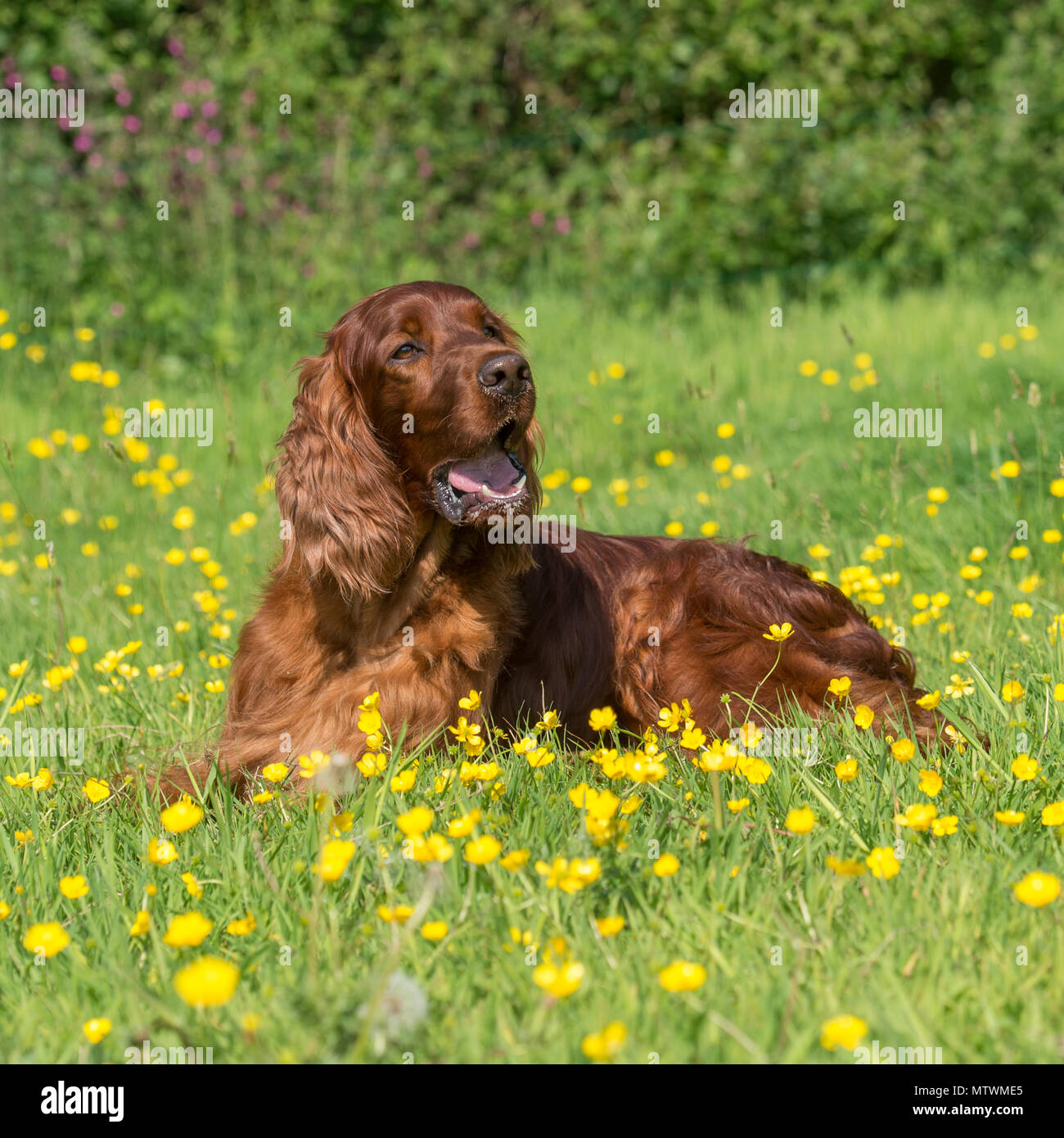 Setter family hi-res stock photography and images - Alamy