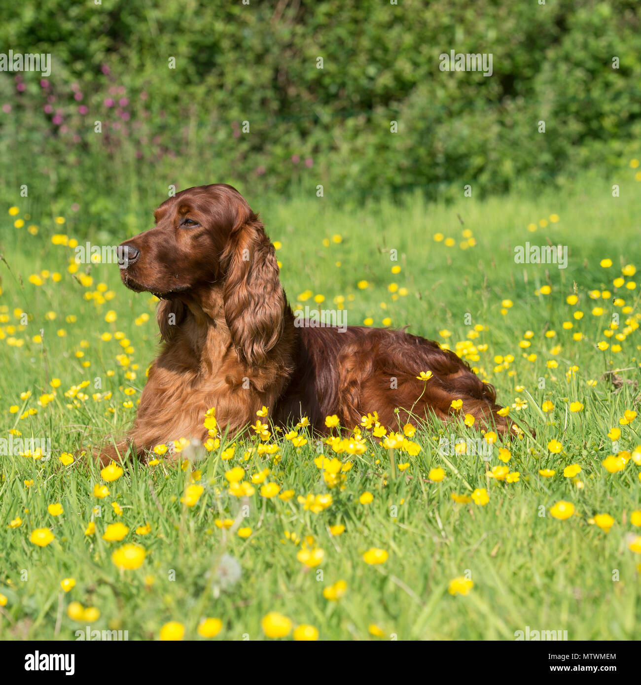 Irish cottage garden hi-res stock photography and images - Alamy
