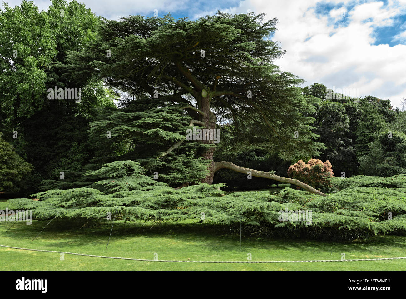 400 year old cedar tree in the grounds of Great Missenden Abbey ...