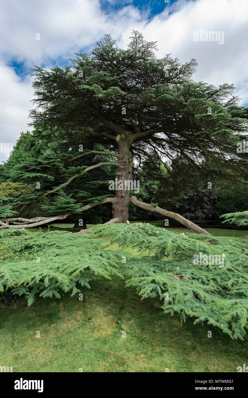 400 year old cedar tree in the grounds of Great Missenden Abbey ...