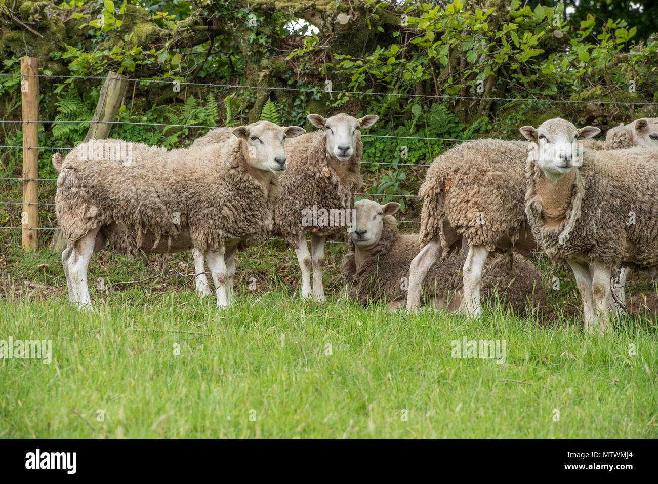 Male sheep hi-res stock photography and images - Alamy