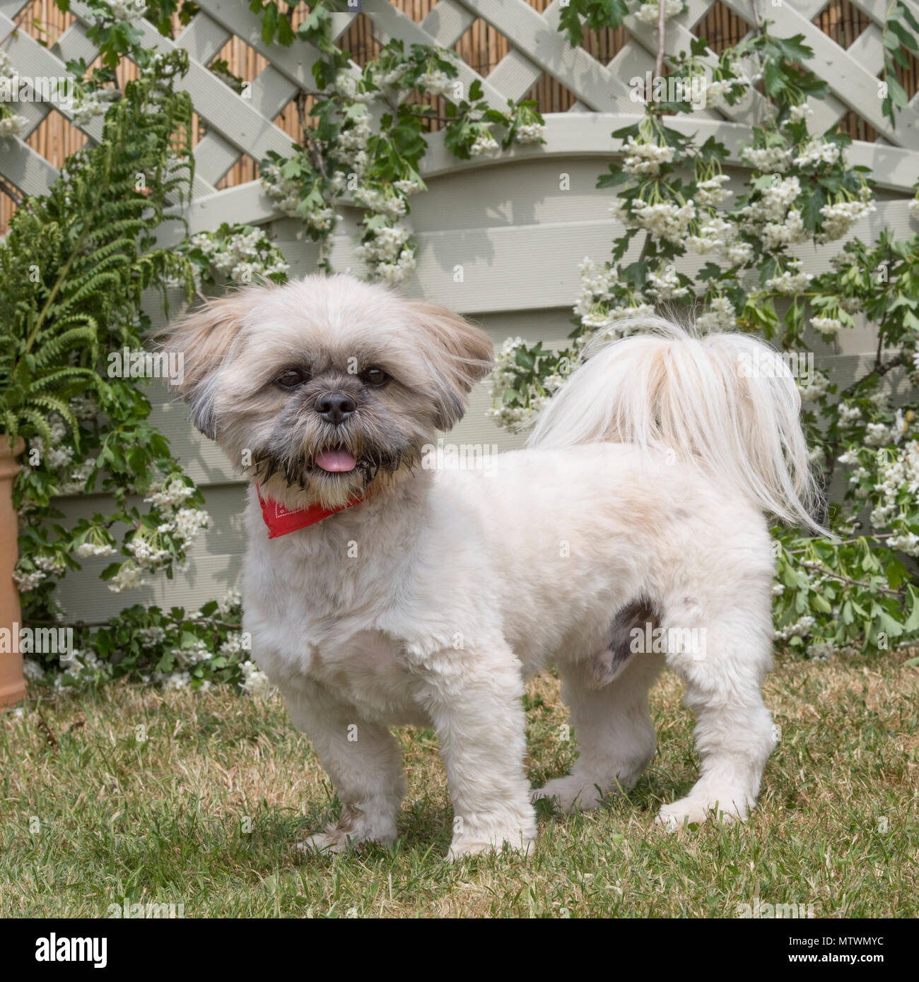 Shih tsu hi-res stock photography and images - Alamy