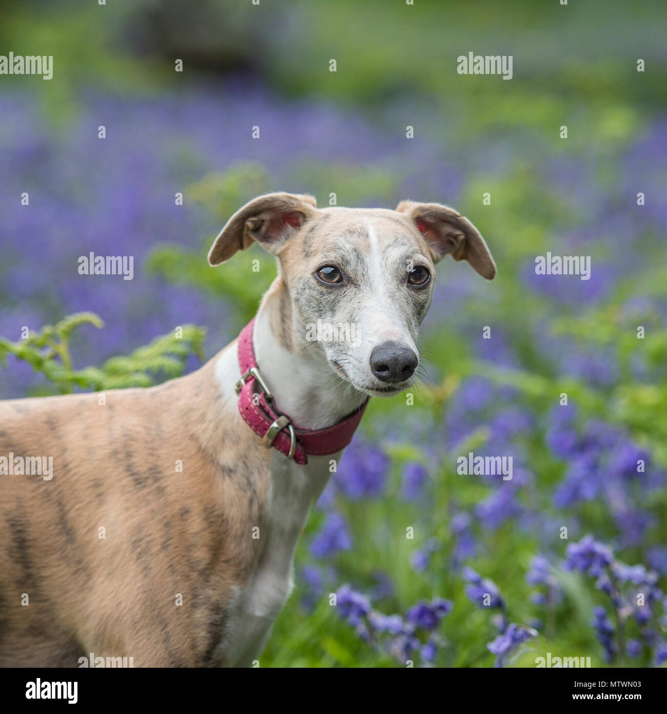 Whippet hi-res stock photography and images - Alamy