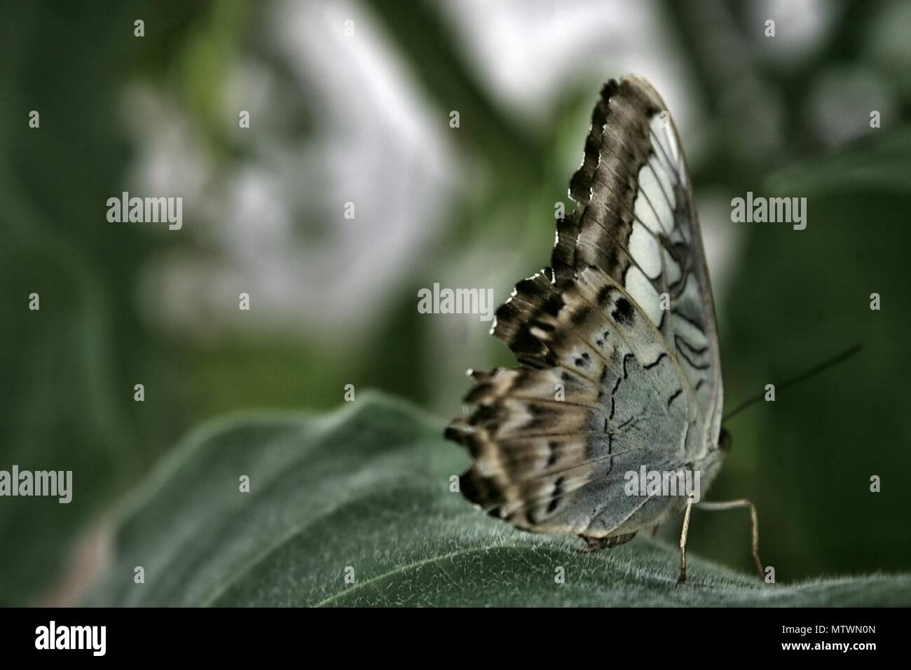 The Clipper Butterfly (Parthenos sylvia Stock Photo - Alamy