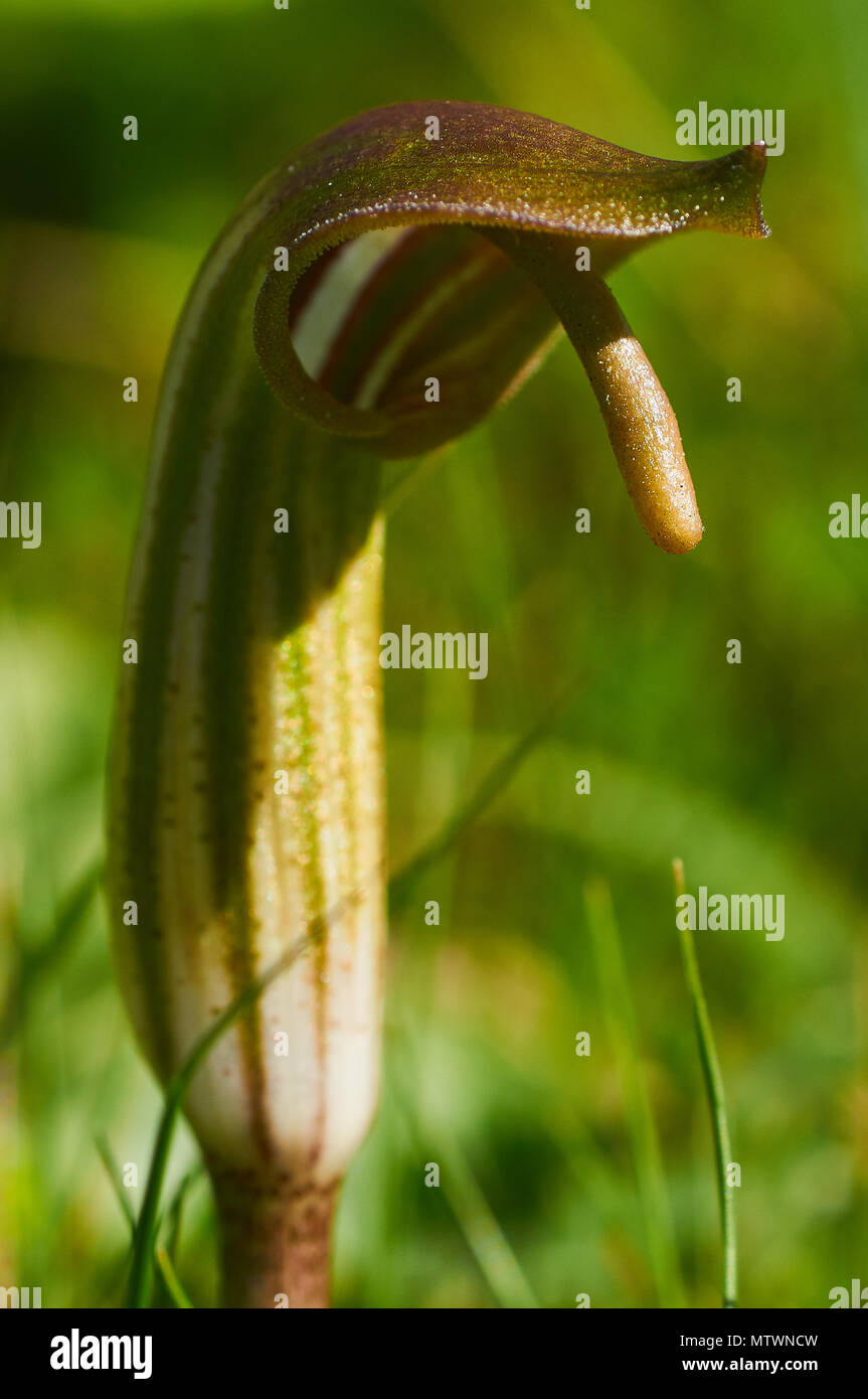 Arisareae hi-res stock photography and images - Alamy