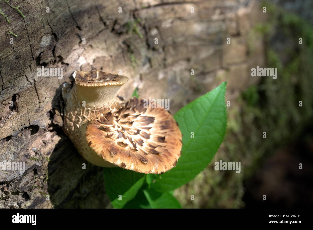 Pheasants back mushroom hi-res stock photography and images - Alamy