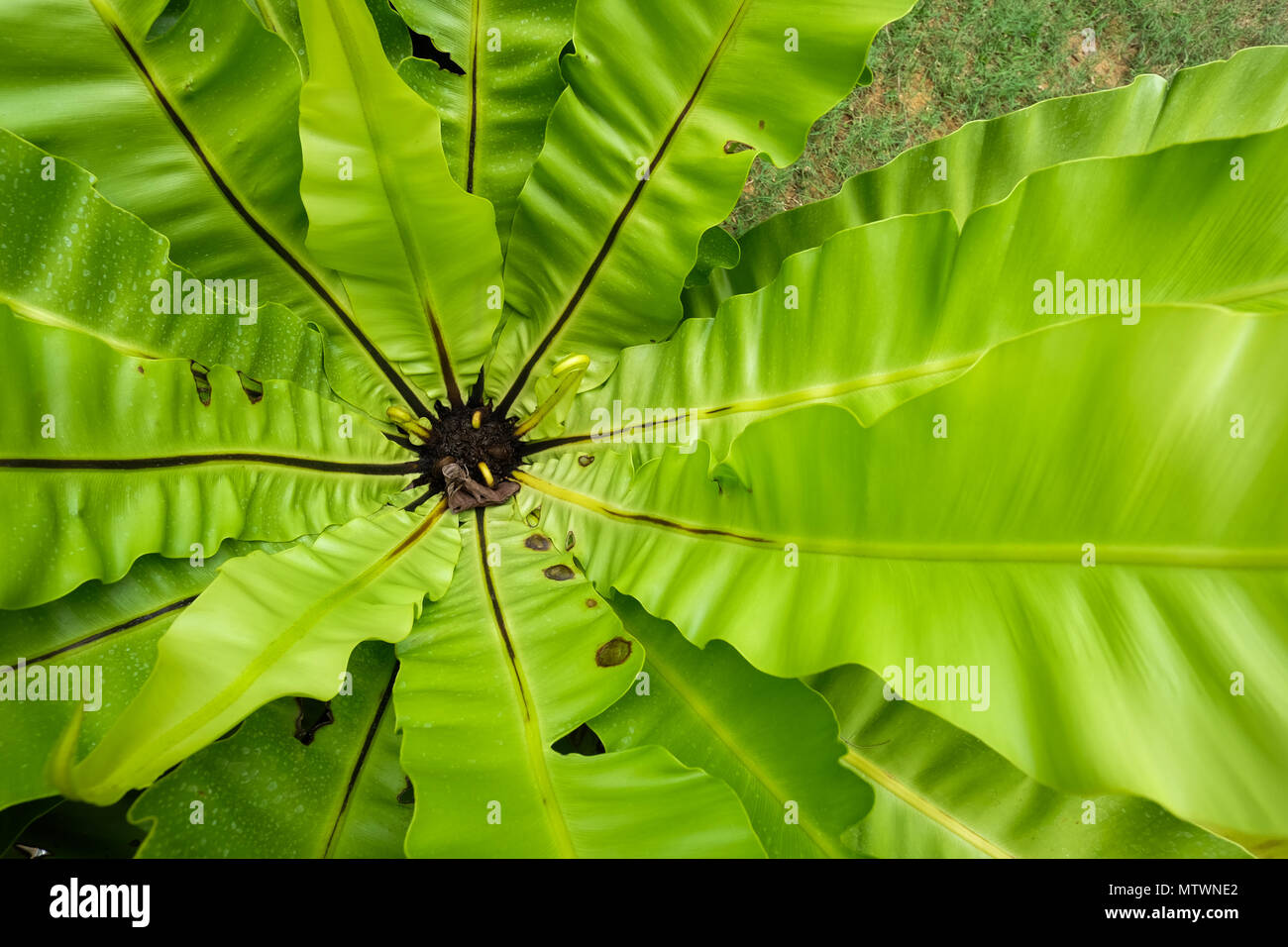 Fern (Polypodiales) plants at the botanic garden in Kandy, Sri Lanka ...