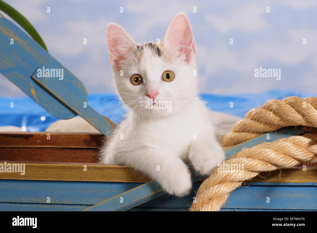 kitten, van, lying in a boat Stock Photo - Alamy
