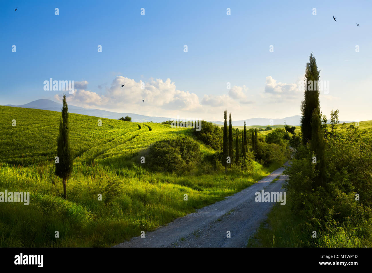 italy countryside landscape with cypress trees on the mountain path ...
