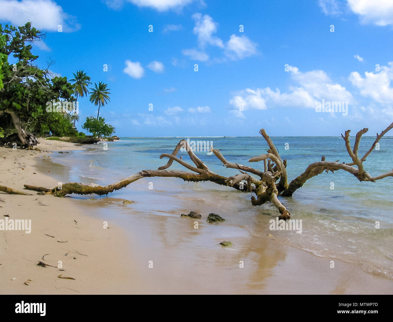 Wild coast of the island of Grande-Terre, Caribbean. Tree trunks in the ...