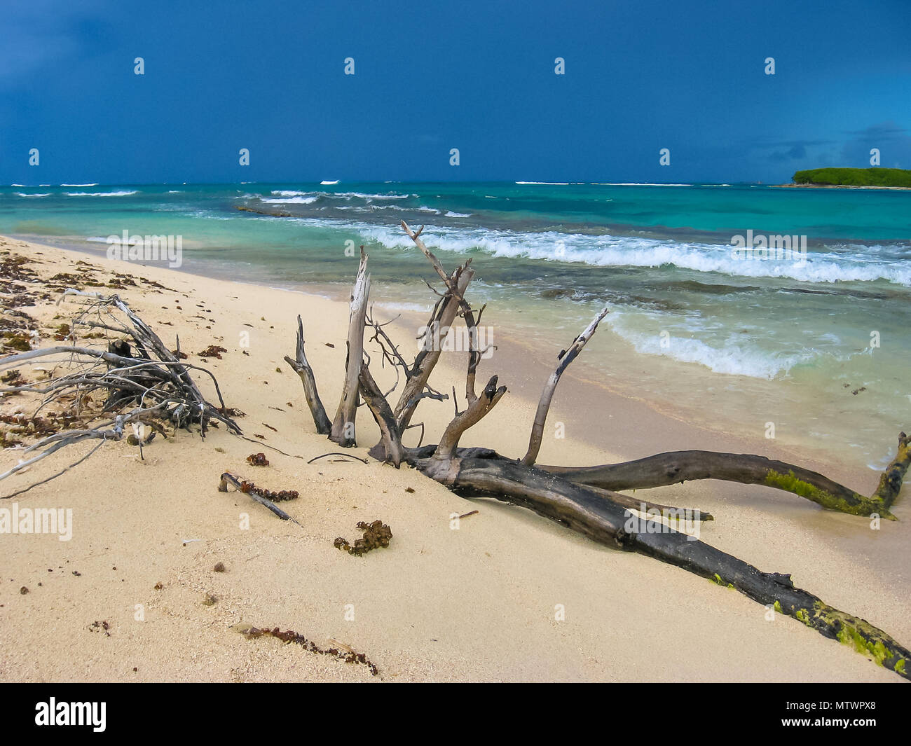 Tree trunk ripped from a tropical storm lying on the wild coast of ...