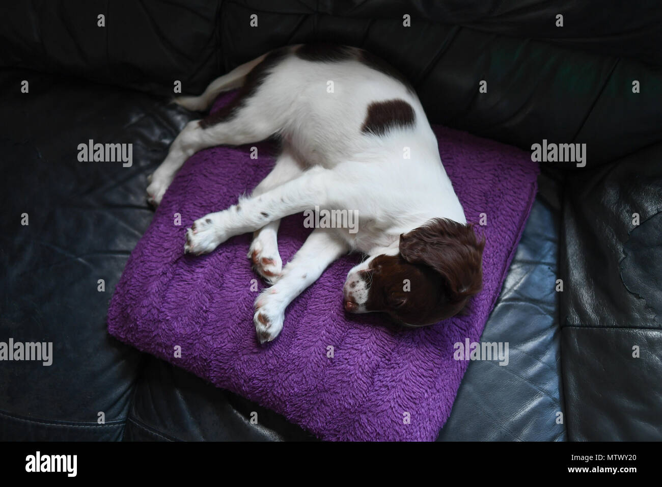 A 10week old English springer spaniel sleeping on a Cushion in her ...