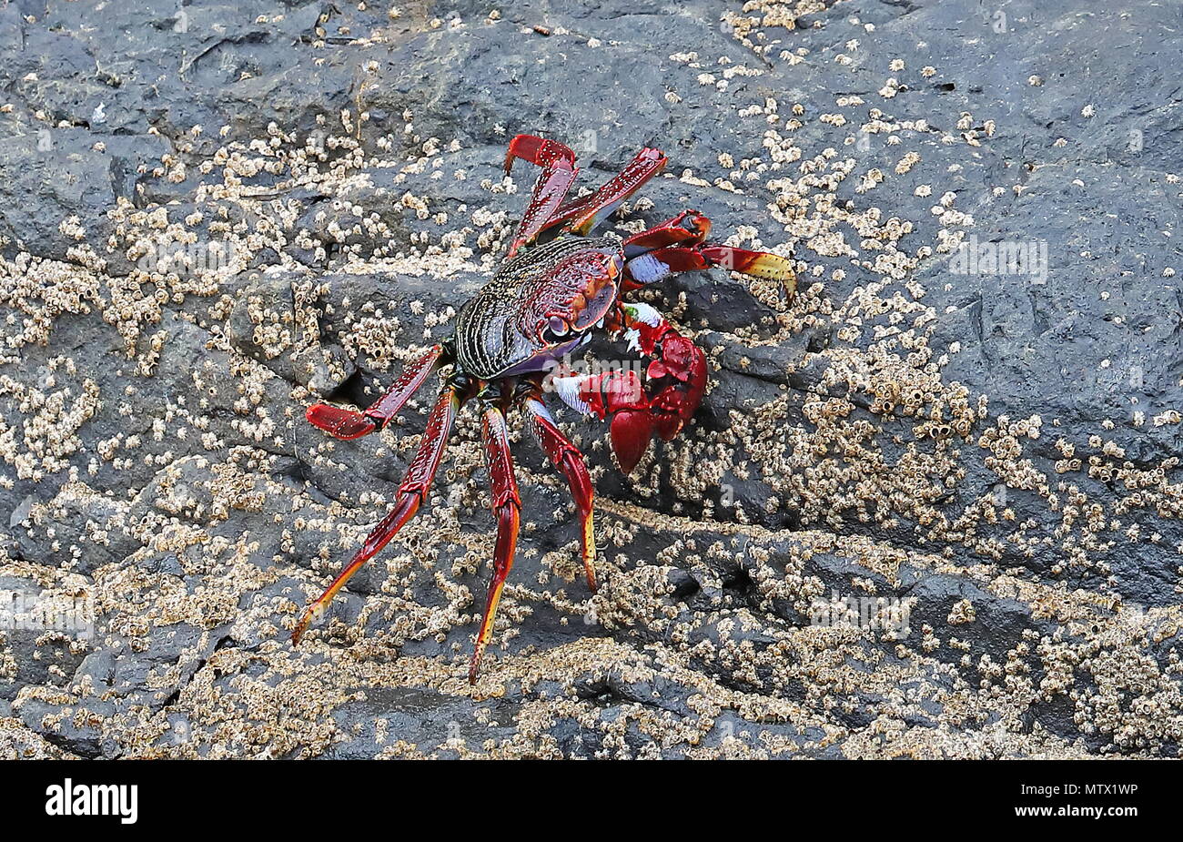 Atlantic Rock Crab (Grapsus adscensionis) adult on rock Desertas ...