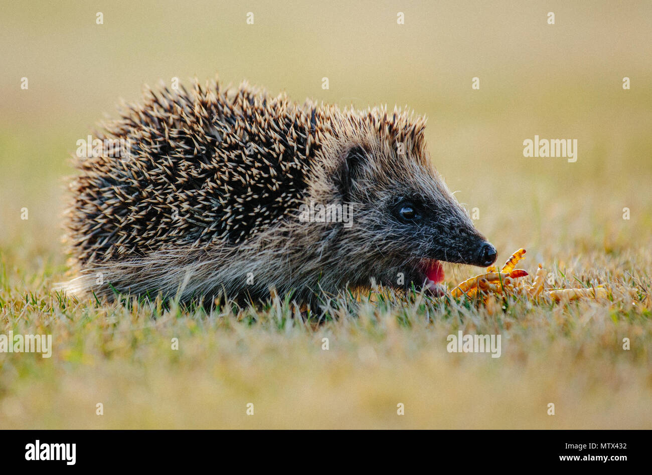 Baby hedgehog eating hi-res stock photography and images - Alamy