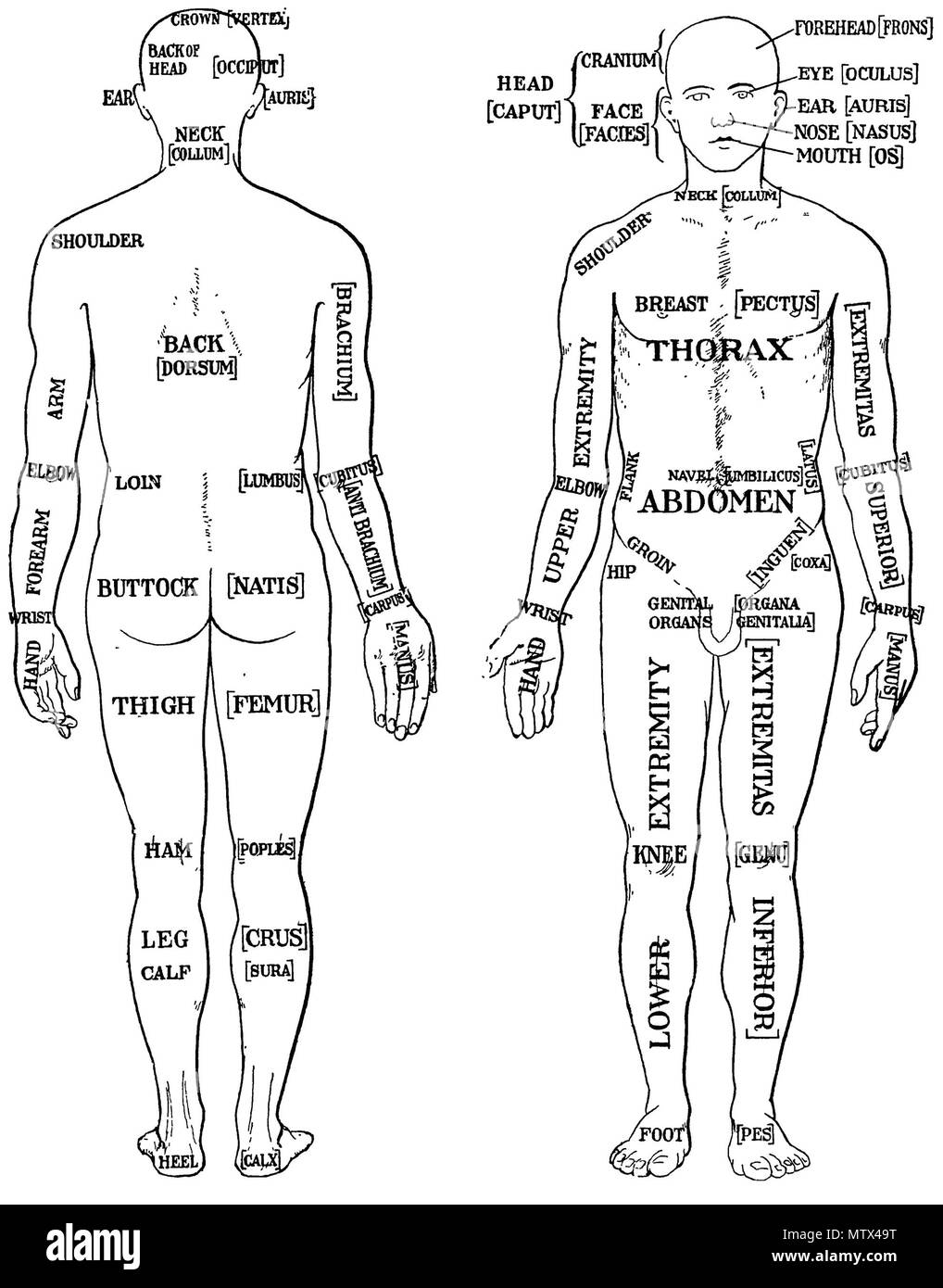 Human body parts Black and White Stock Photos & Images - Alamy