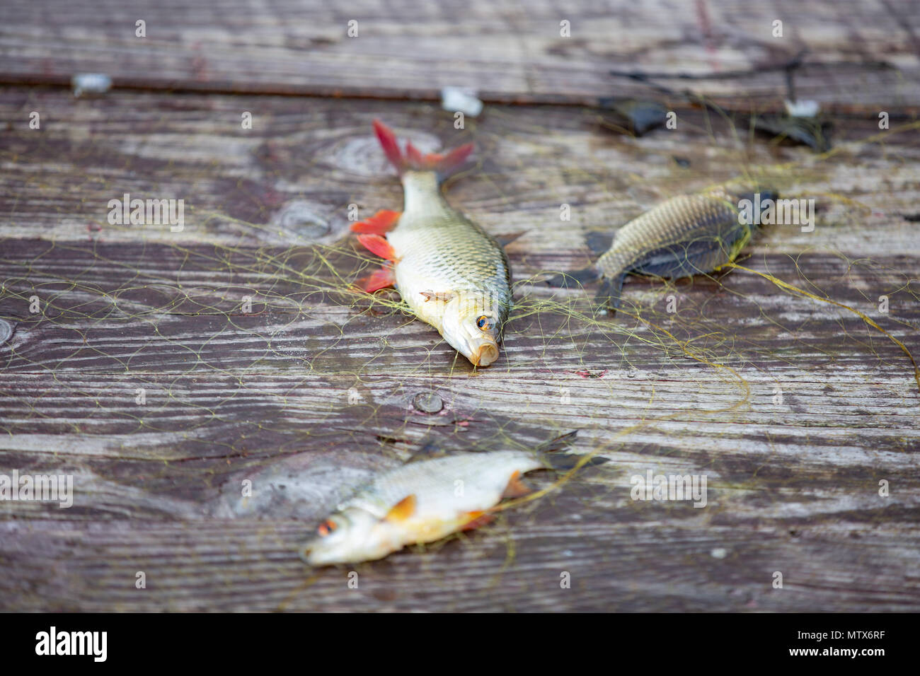 Two freshwater fish caught in a fishing net Stock Photo - Alamy
