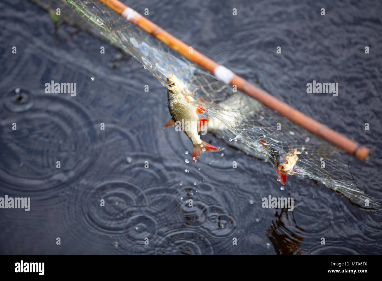 Two freshwater fish caught in a fishing net Stock Photo - Alamy