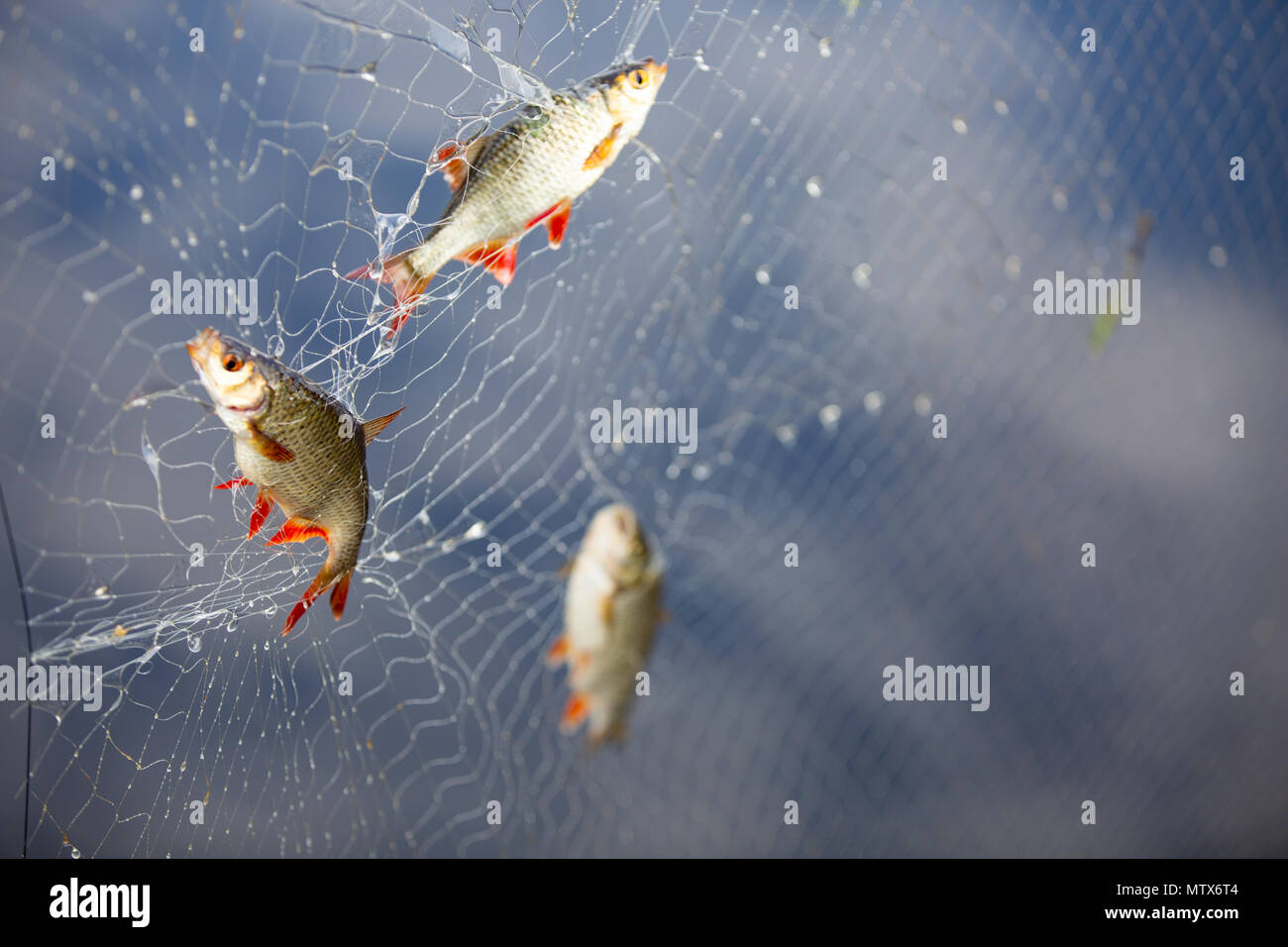 Two freshwater fish caught in a fishing net Stock Photo - Alamy
