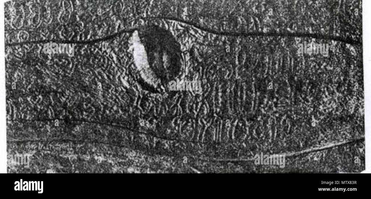 . One of 26 rongorongo tablets that may be authentic. prehistoric ...