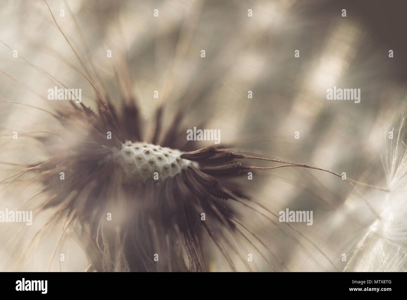 Dandelion pods leaving the nest Stock Photo - Alamy