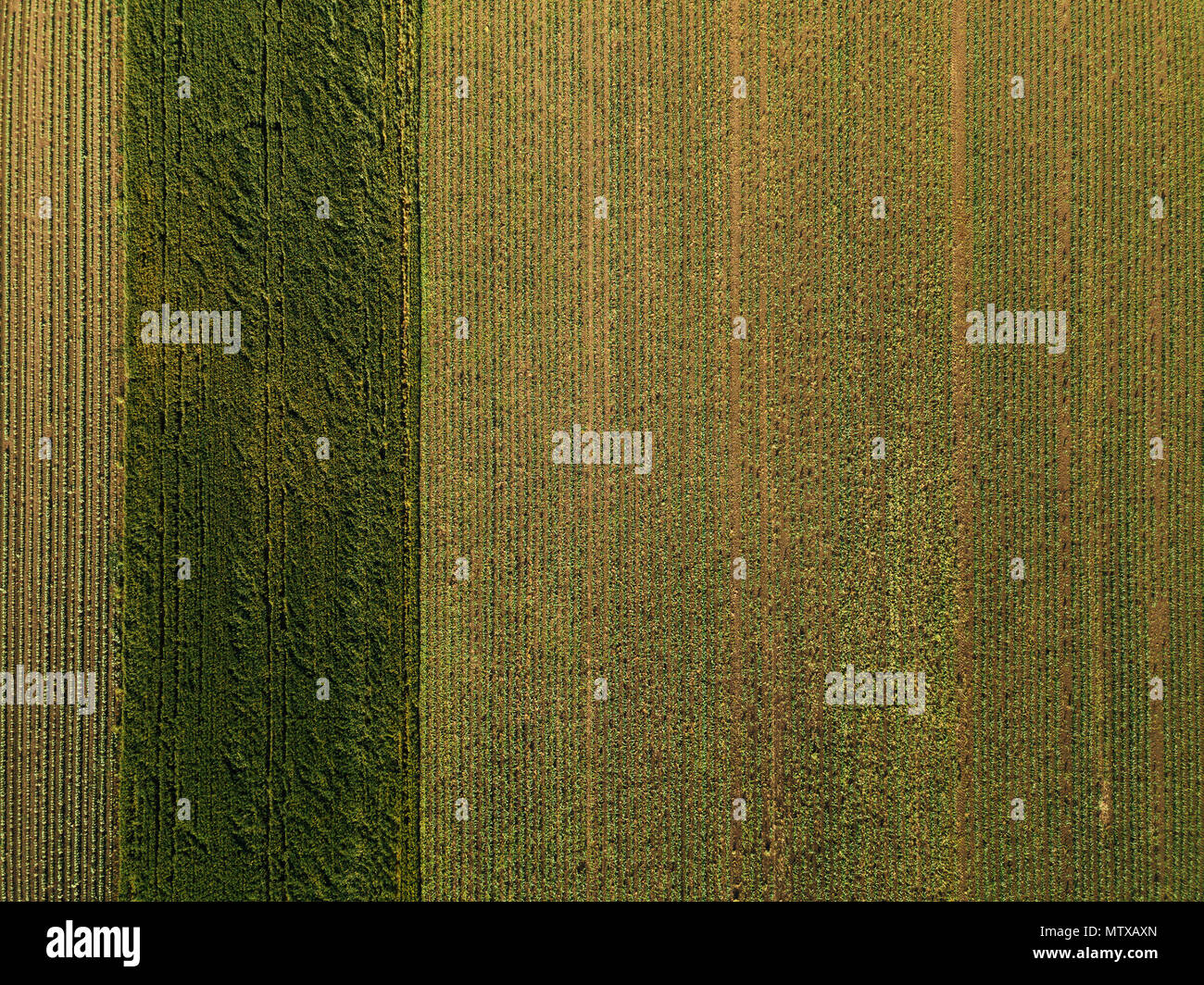 Aerial of corn crops hi-res stock photography and images - Alamy