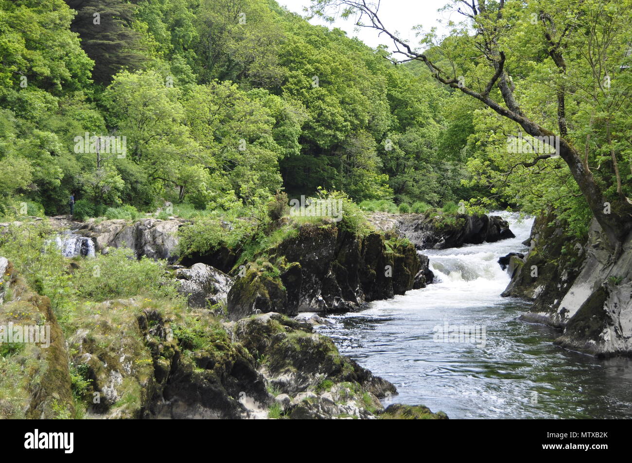 Cenarth falls hi-res stock photography and images - Alamy