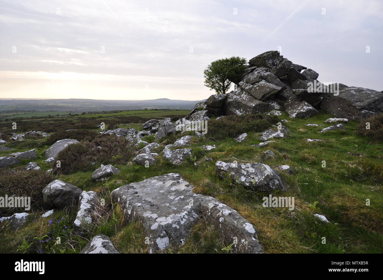 Coed Ty Canol national nature reserve, Preselli Pembrokeshire Wales ...