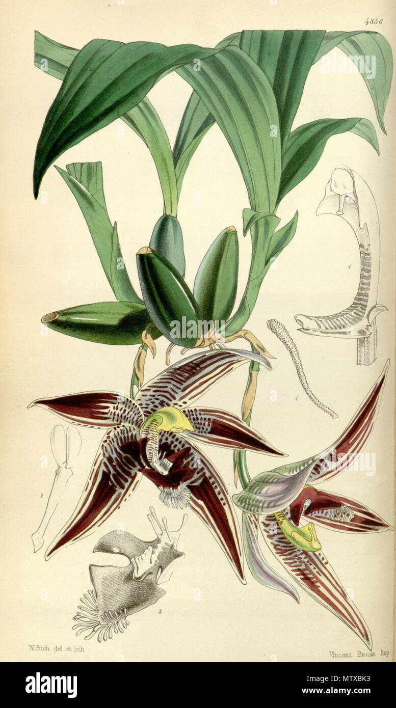 . Illustration of Paphinia cristata . 1855. Walter Hood Fitch('W. Fitch ...
