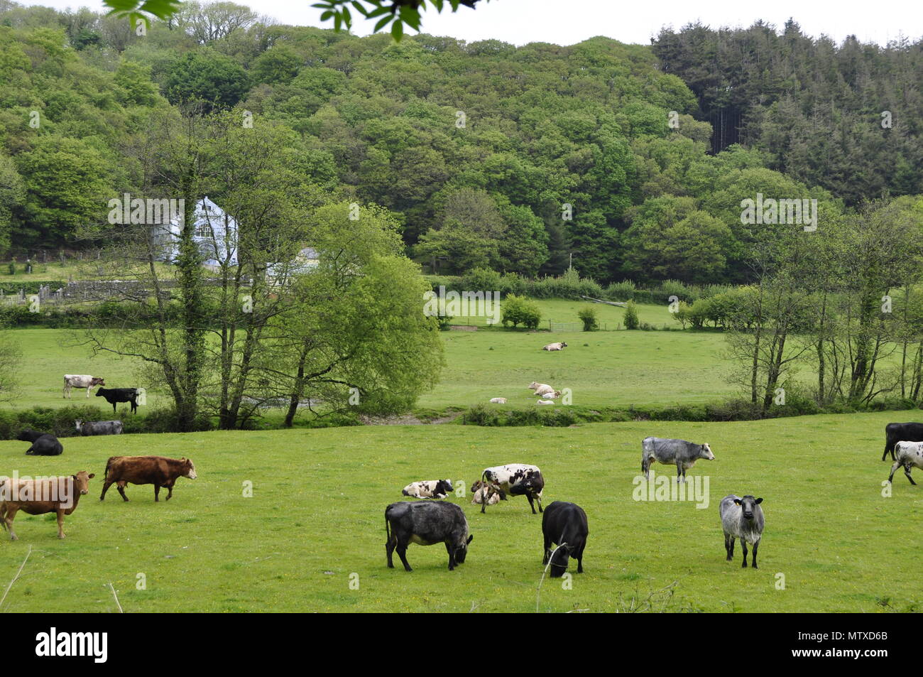 Gwaun valley hi-res stock photography and images - Alamy