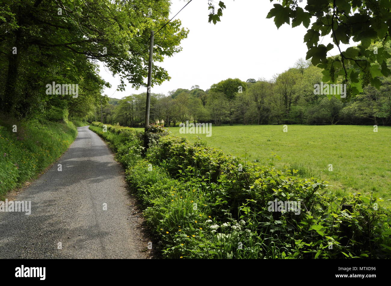 Gwaun hi-res stock photography and images - Alamy