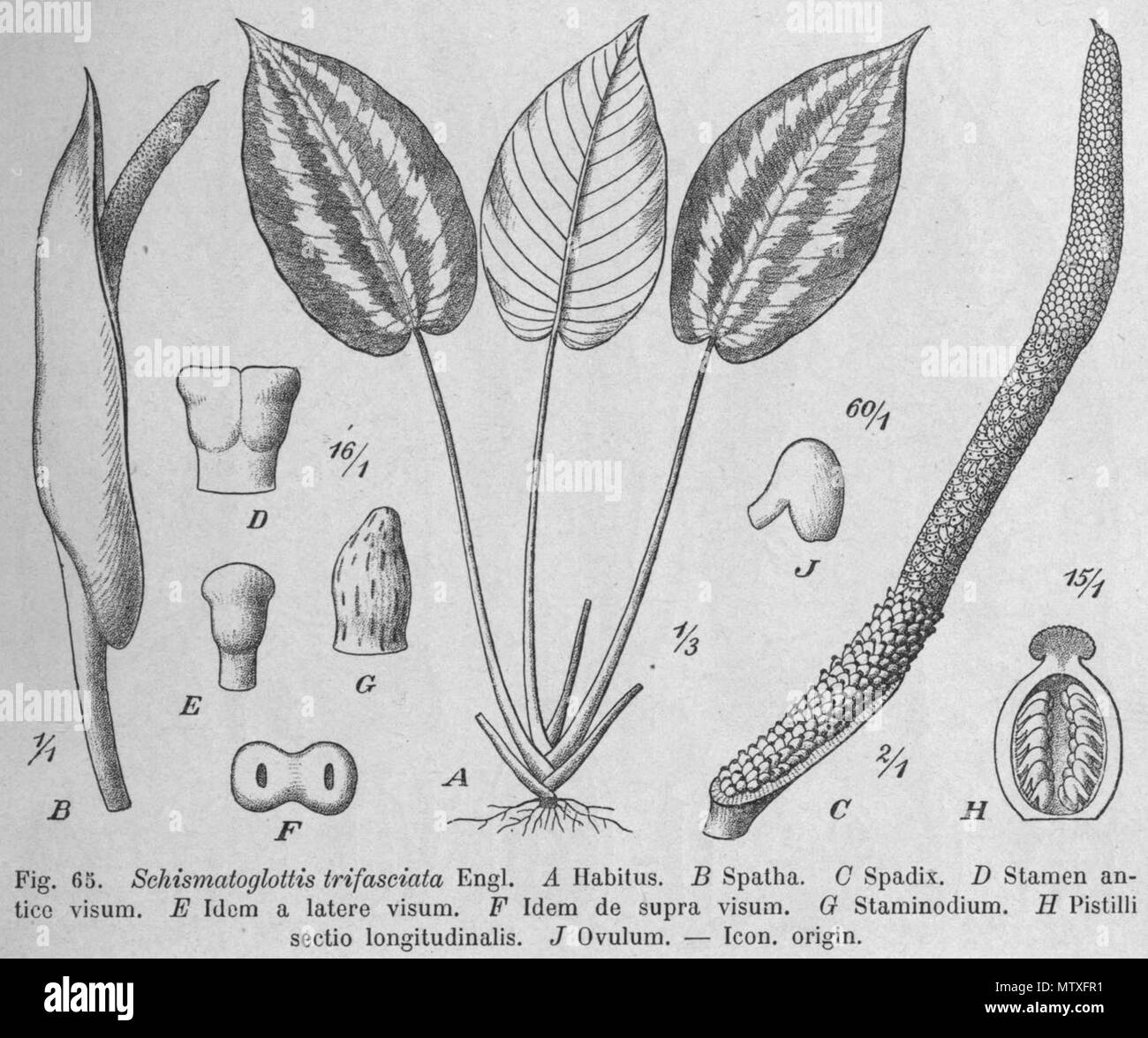 . English: Schismatoglottis trifasciata from Das Pflanzenreich . 1912 ...