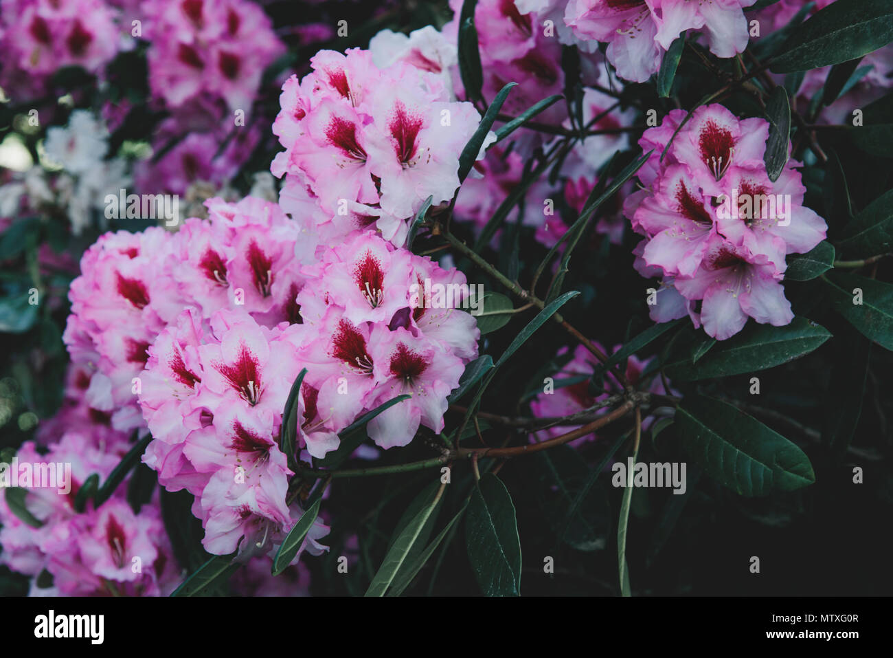 Rhododendron pink flowers background. Rhododendron flower pattern Stock ...