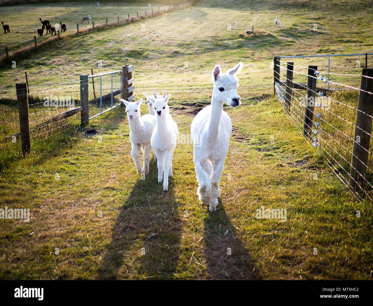 Alpacas and sheep hi-res stock photography and images - Alamy