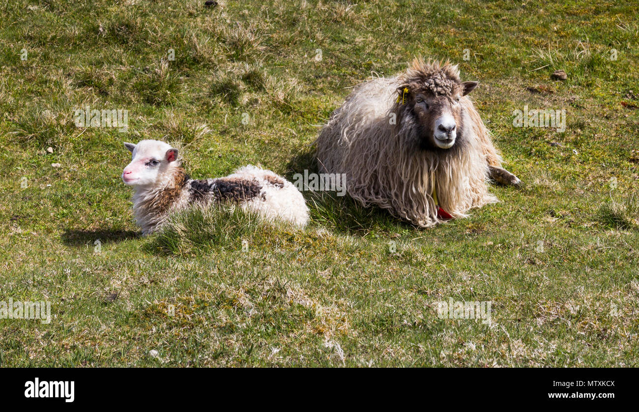 Wildlife in the Faroe islands in the north Atlantic Stock Photo - Alamy