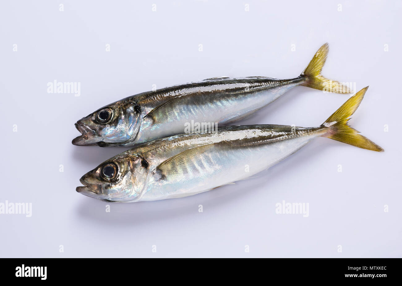 Atlantic horse mackerel hi-res stock photography and images - Alamy