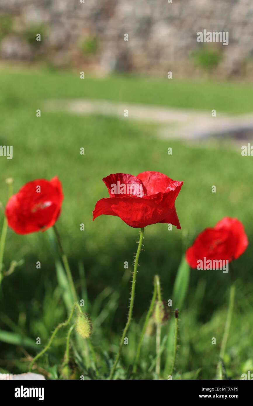 Three red flowers of common poppy Stock Photo - Alamy