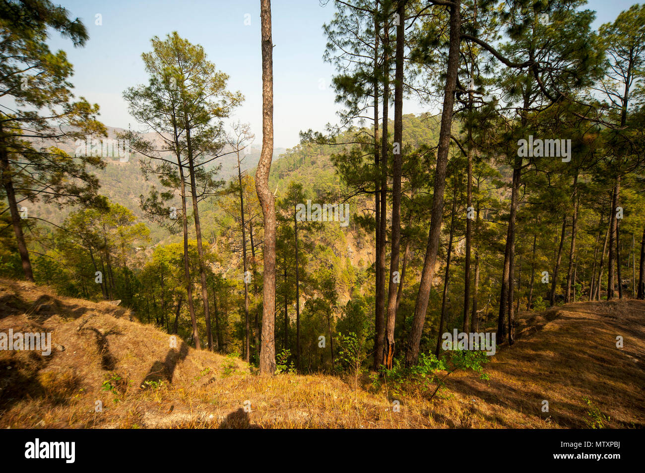 Pine tree fosrested area at Champa Gorge, where Jim Corbett shot the ...