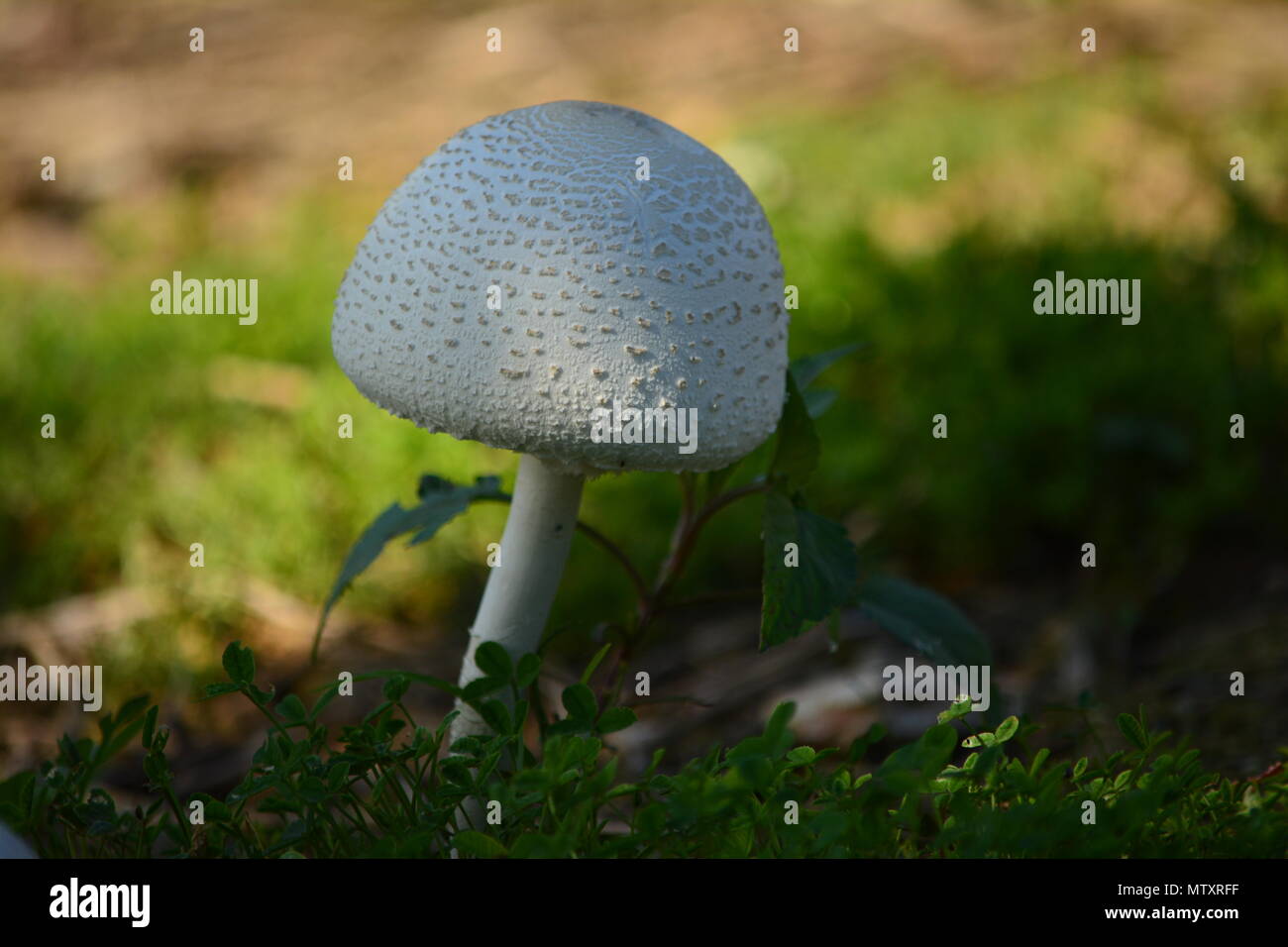 White Toadstools High Resolution Stock Photography and Images - Alamy