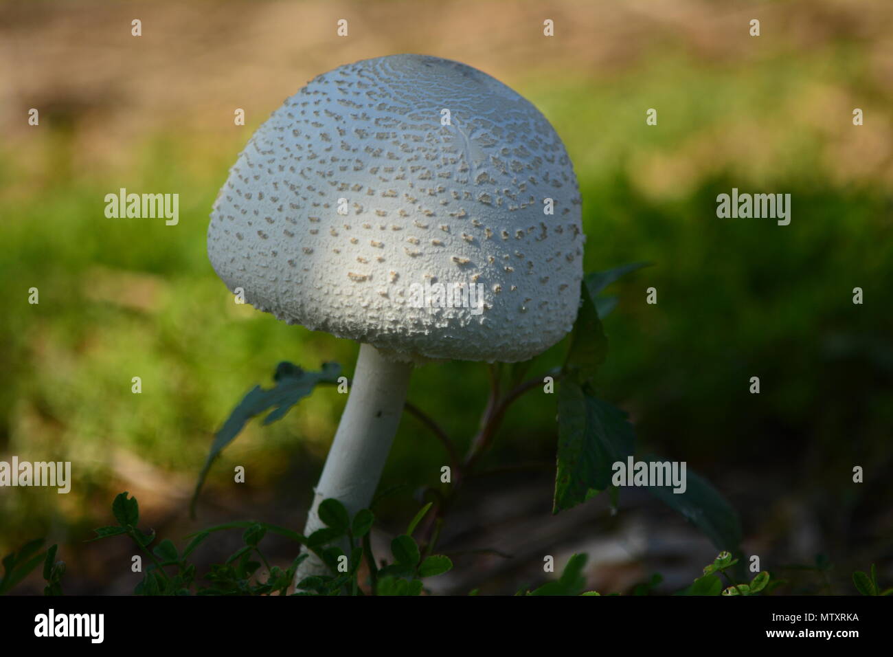 White Toadstools High Resolution Stock Photography and Images - Alamy