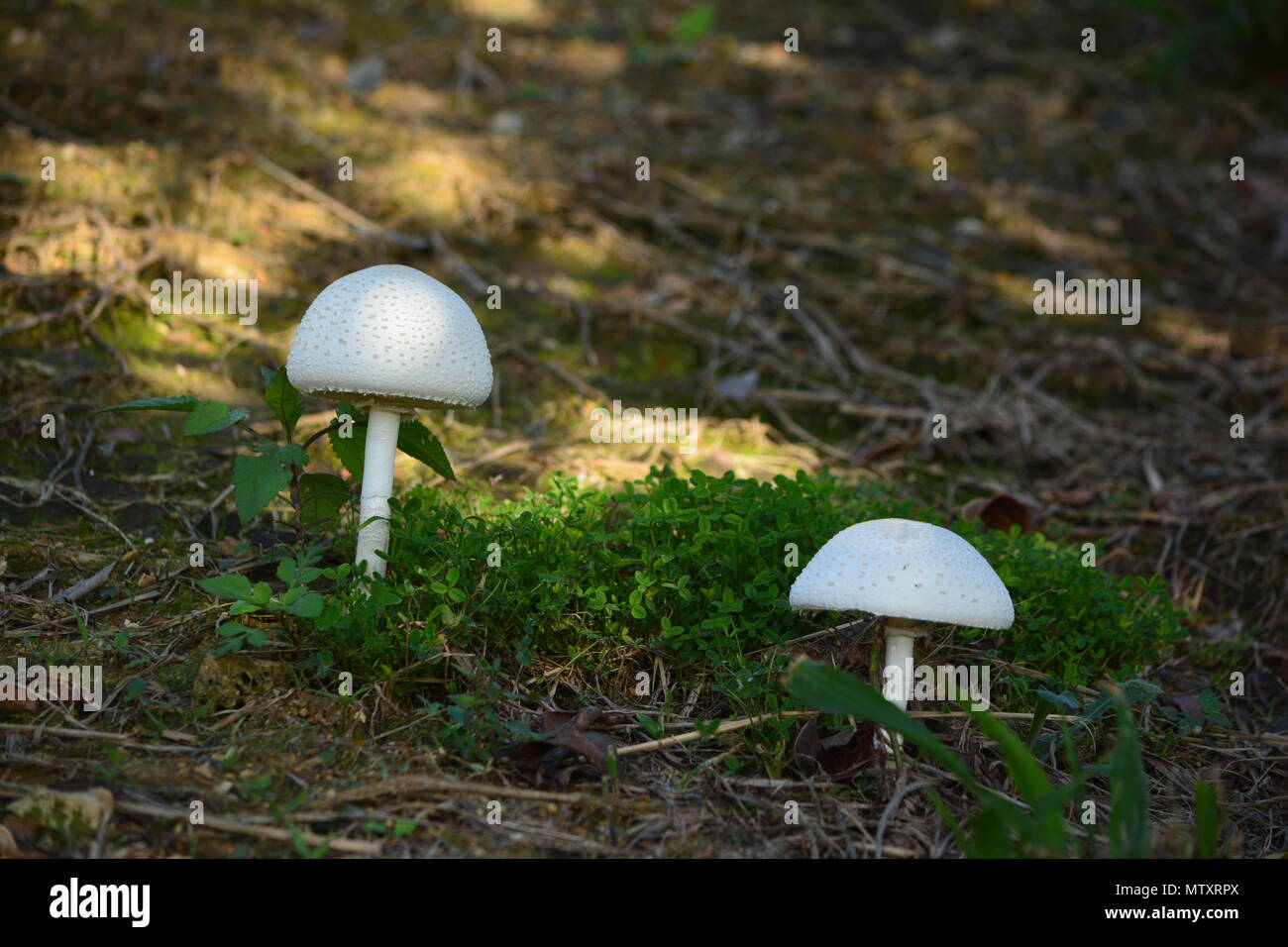 Toadstools in the garden Stock Photo - Alamy