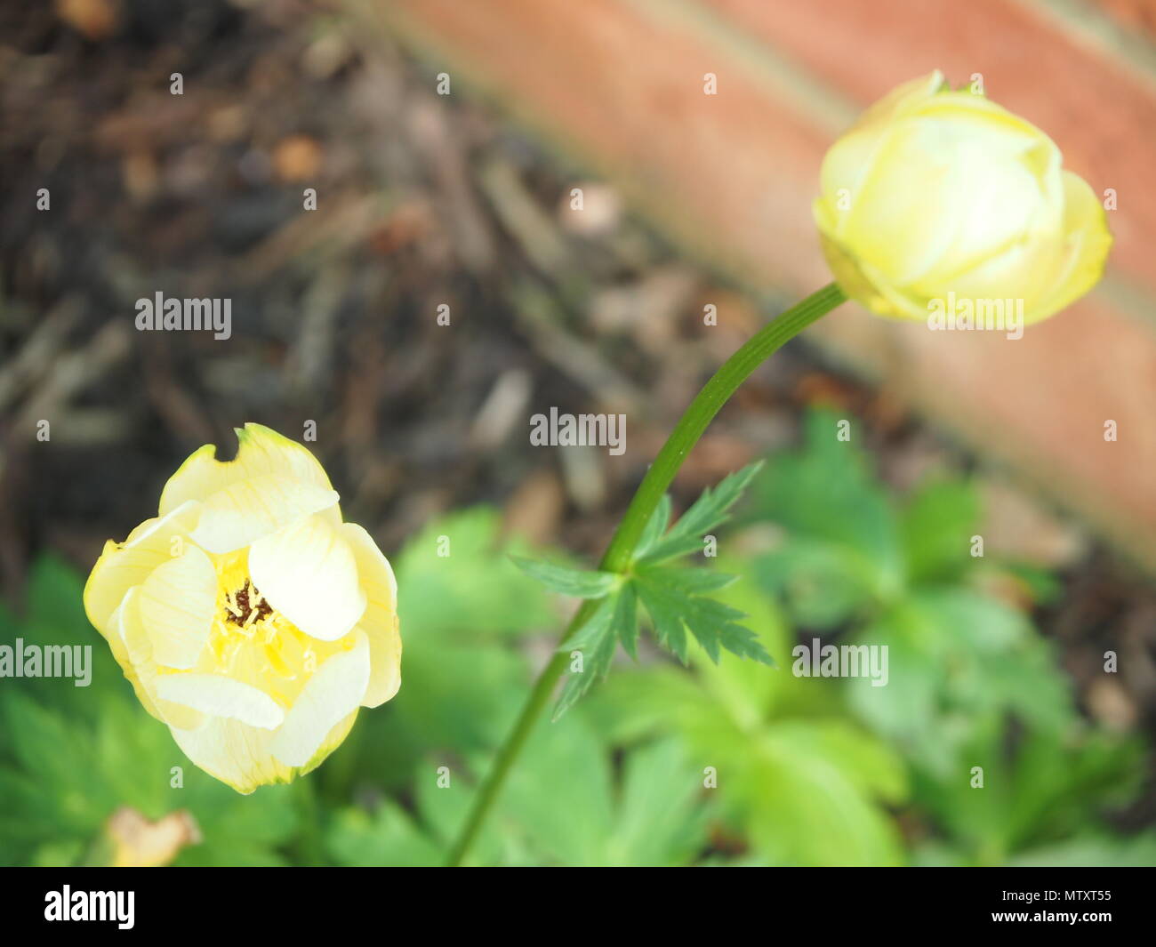 Geum yellow hi-res stock photography and images - Alamy