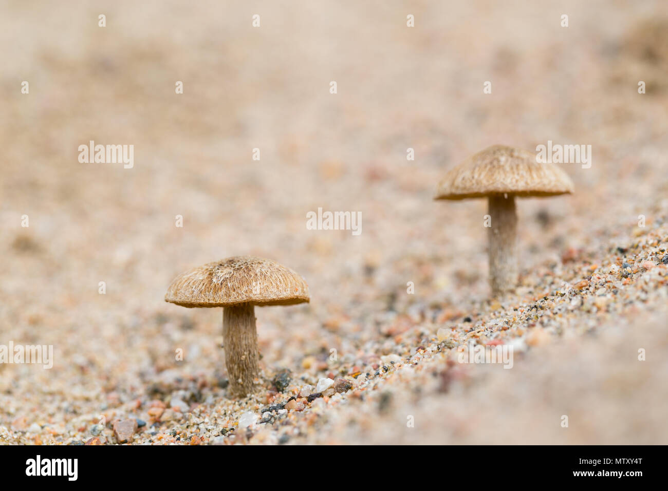 Fiber head mushroom Stock Photo - Alamy