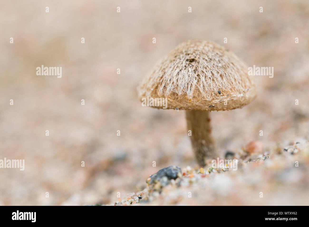 Fiber head mushroom Stock Photo - Alamy