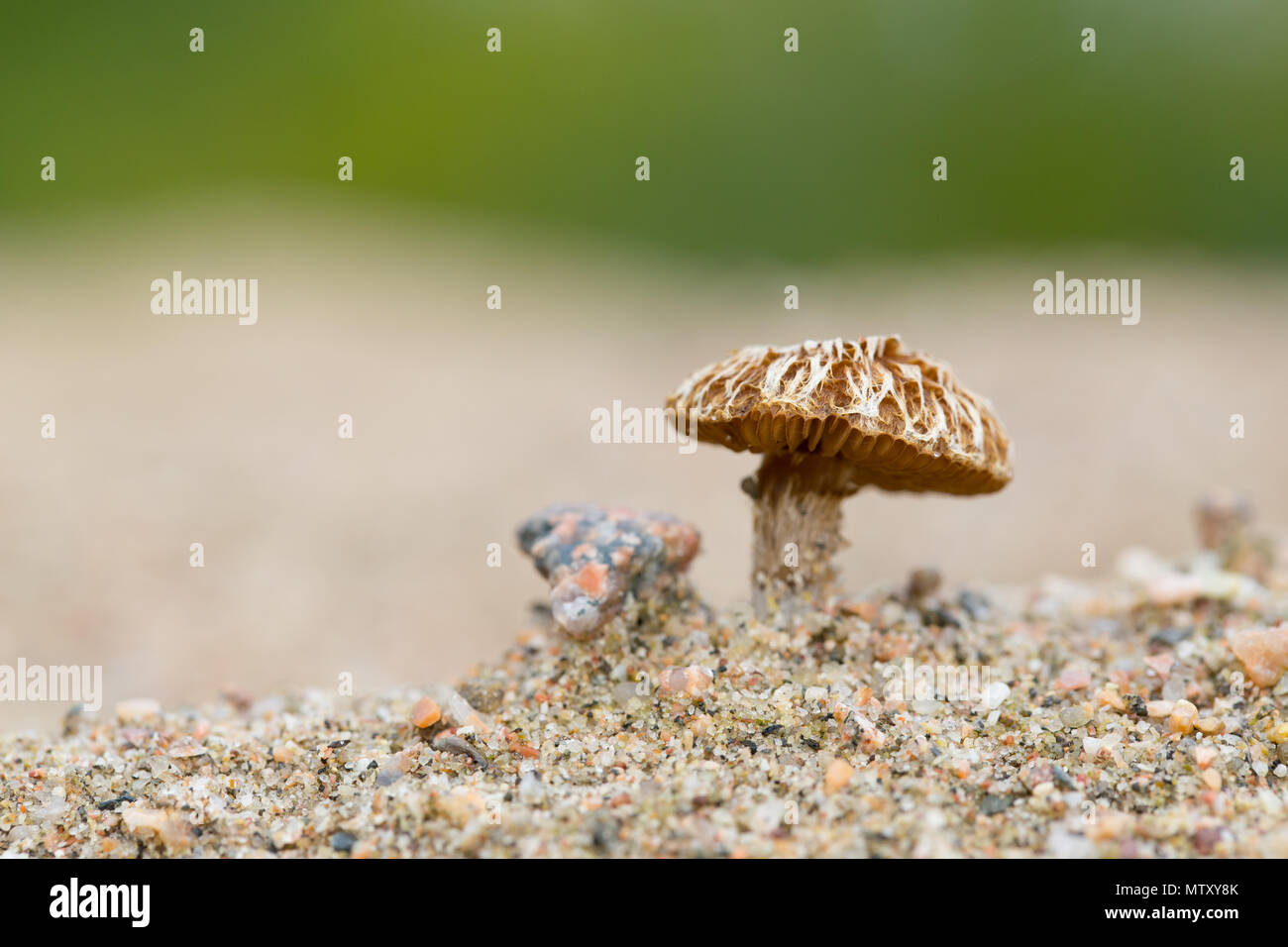 Fiber head mushroom Stock Photo - Alamy