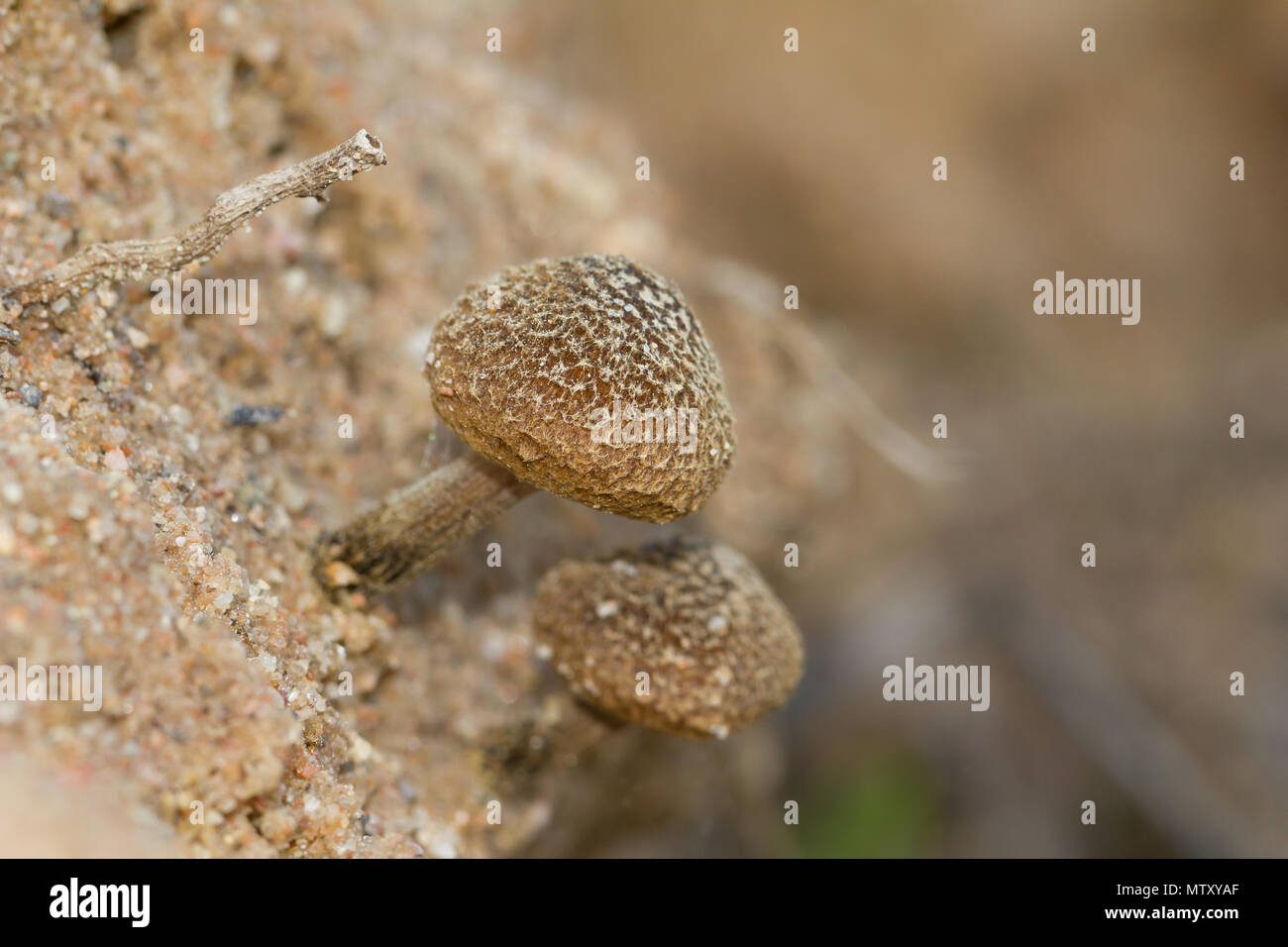 Fiber head mushroom Stock Photo - Alamy
