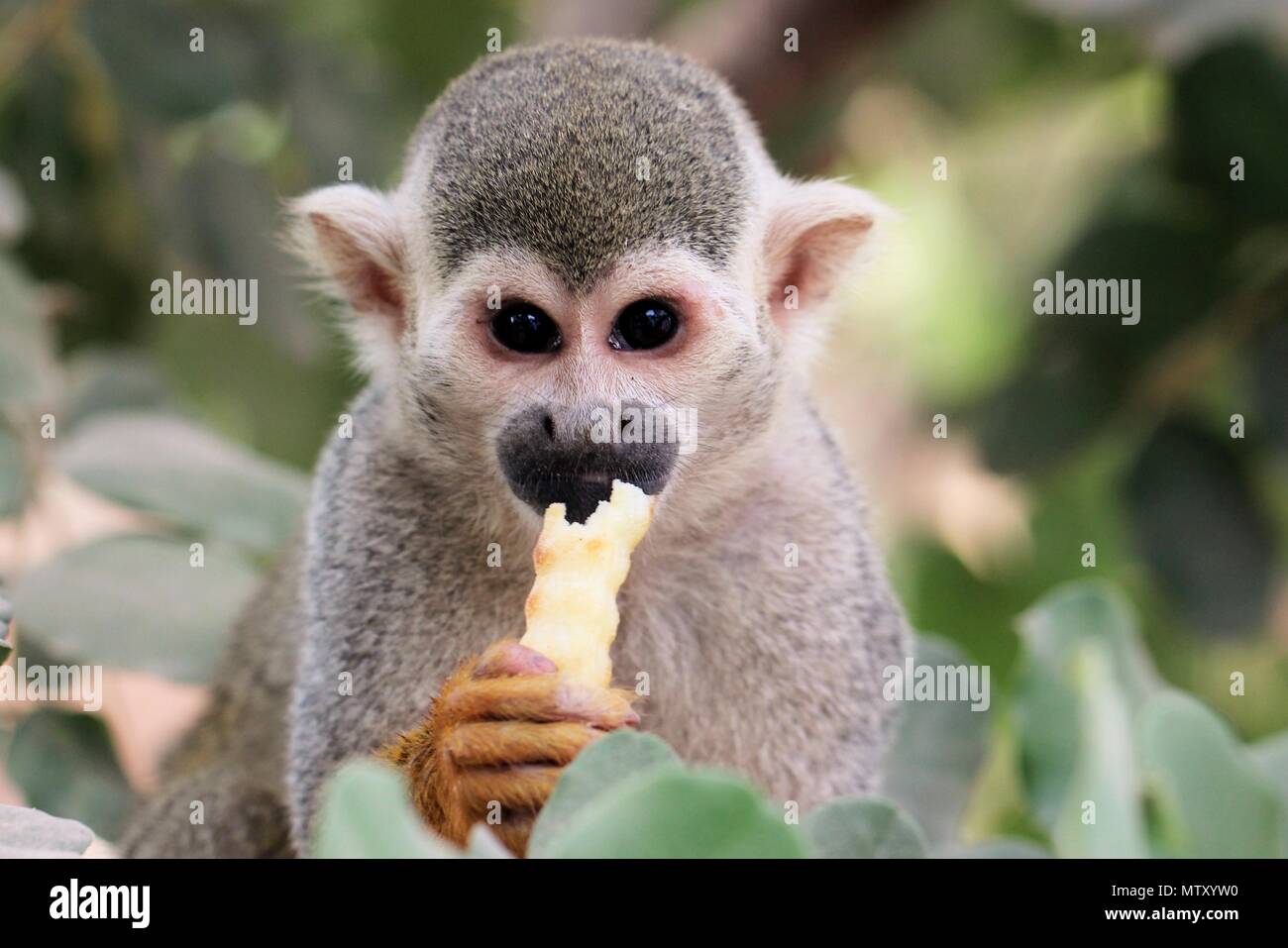 A monkey eat fries Stock Photo - Alamy