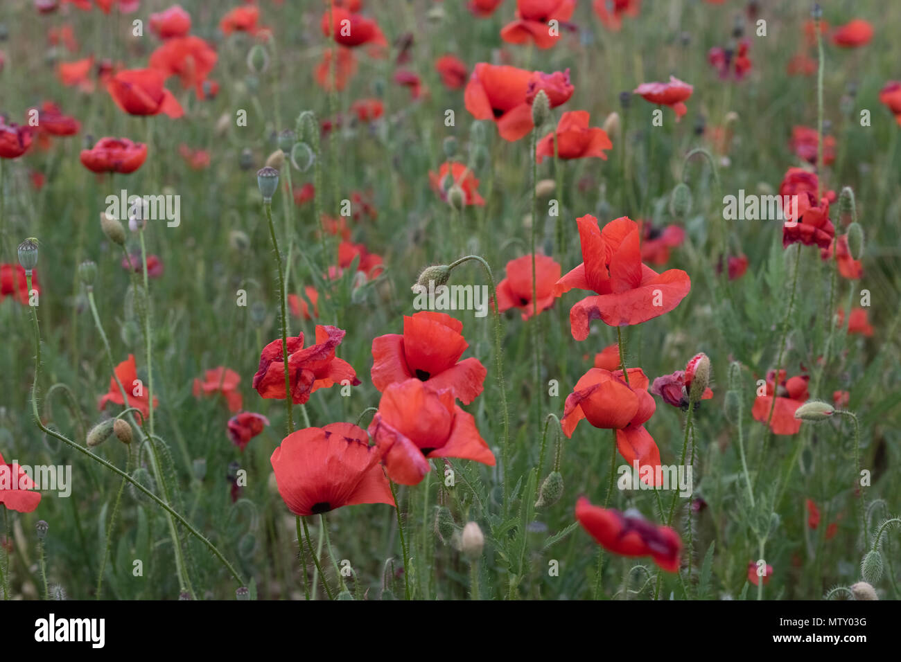 Germany emotion hi-res stock photography and images - Alamy